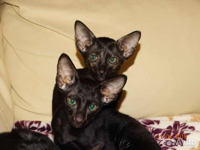 Ориентальные котята