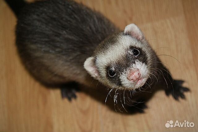 Очаровательная девочка