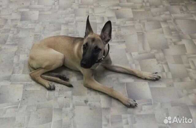 Метис малинуа