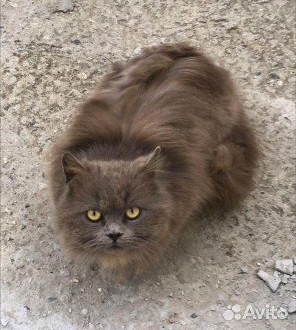 Помесь британки