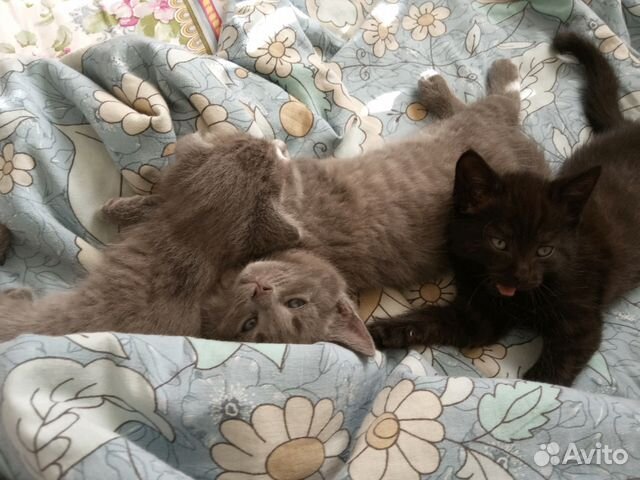 Котята шотландские