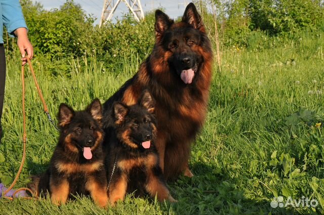 Мальчишки разбойники