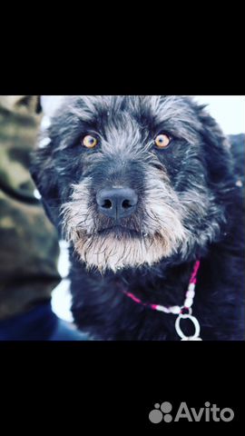 Очаровашка Жужа ищет дом