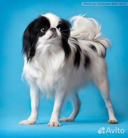 Японский спаниель-хин-инь-янь