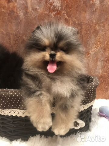 Эксклюзив. Шпиц девочка мини размера