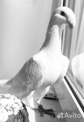 Голубь Русский или Немецкий почтовый