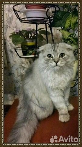 Британский котик