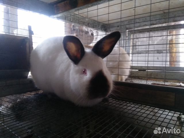 Калифорнийцы