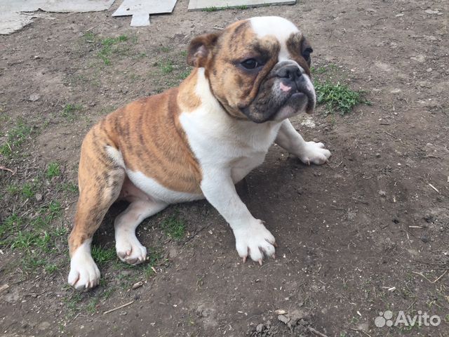 Англичанка