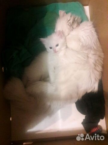 Отдам белого котенка. парода белая ангорка