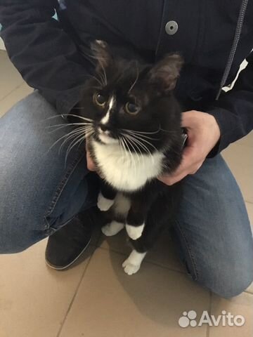Ласковый котик из рекламы Феликс