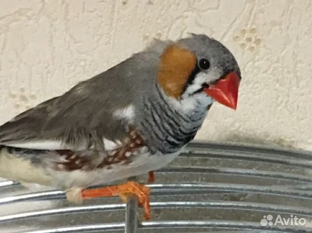 Зебровая амадина (амадин)