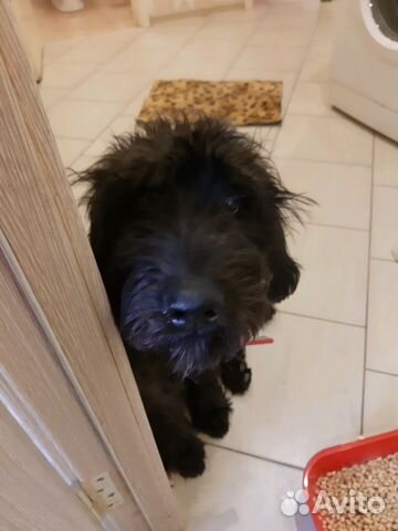 Метис ризеншнауцера