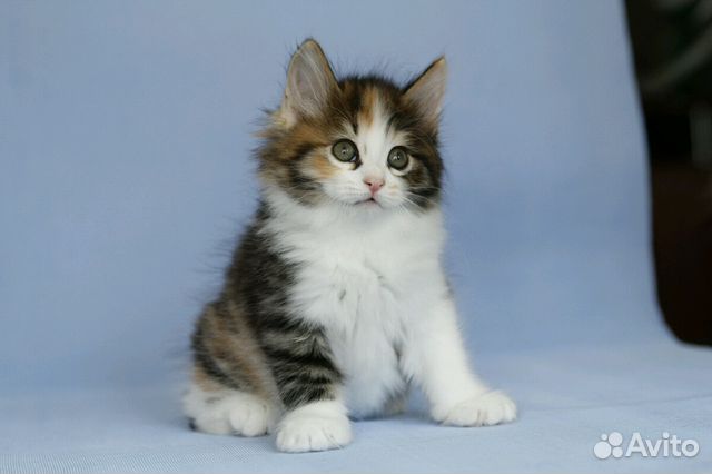 Котята курильского бобтейла