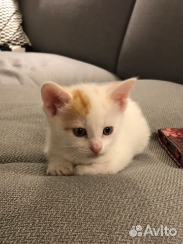 Котёнок Роман в добрые руки