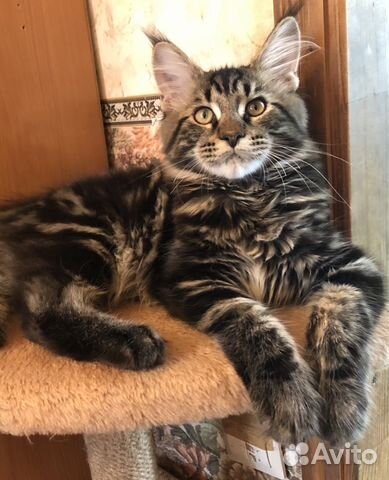 Шикарный котик мэйн-кун