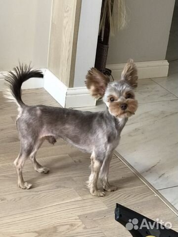 Бивер йоркский терьер