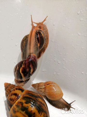 Улитки Ахатина разные