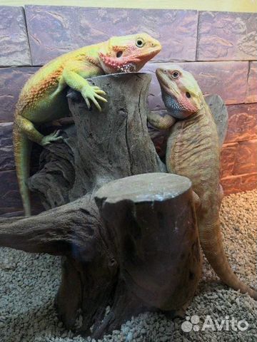 Бородатая агама и террариум
