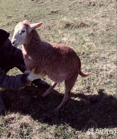 Катумские барашки 100