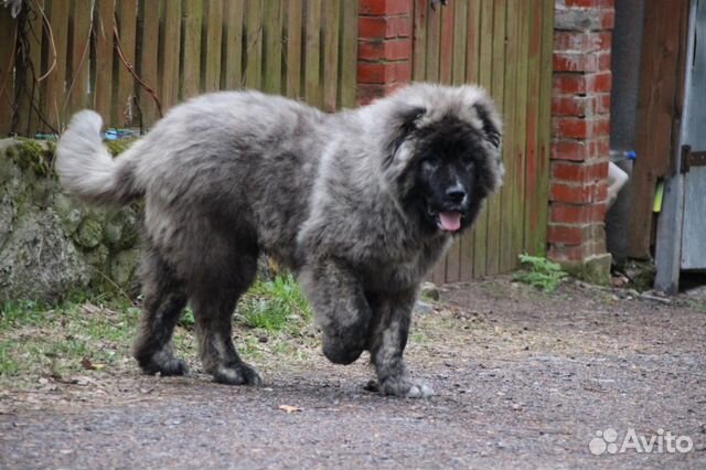 Продается подрощенный щенок