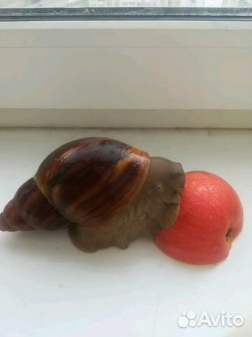 Улитка архахатина маргината сутуралис сильвер