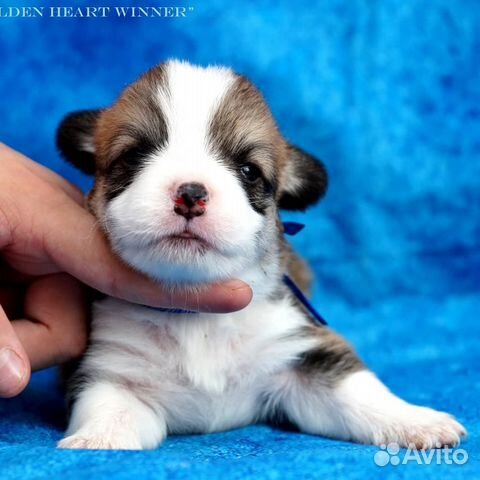 Крошки Коржики (Пемброк)