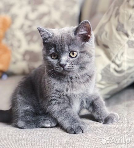Котёнок scottish straight