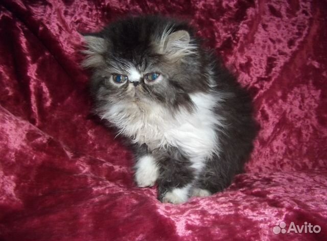 Персидская малышка