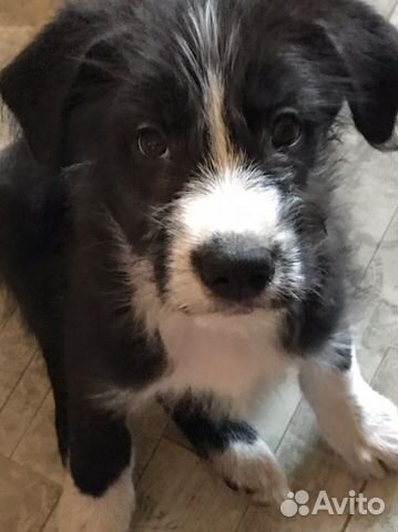 Ищет дом девочка щенуля, малышке 3 месяца,привита