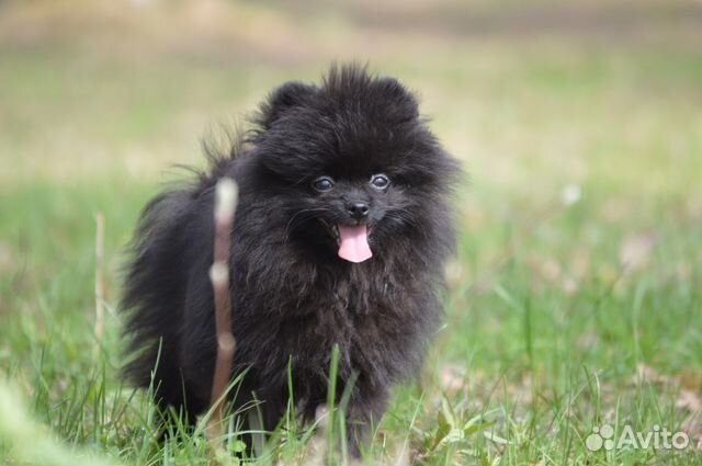 В продаже два щенка Шпиц и йоркширский терьер