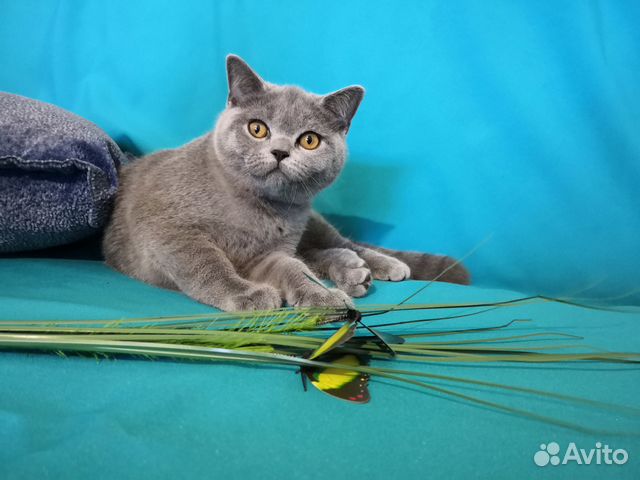 Котята шотландские