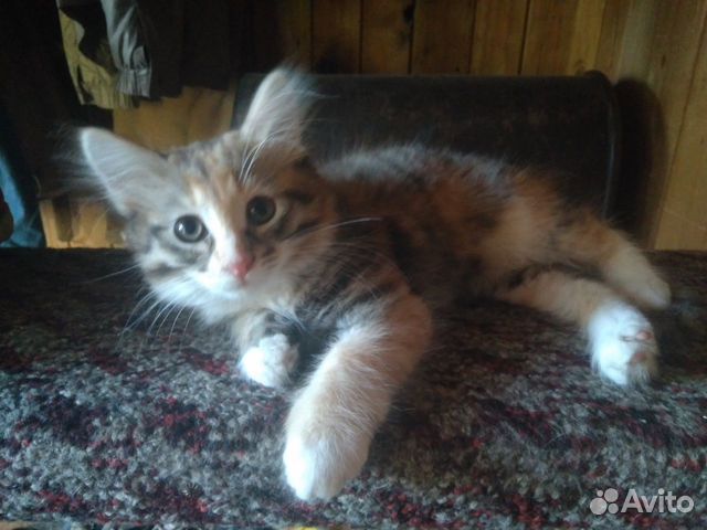 Девочка Луша, 2,5 месяца, ищет хозяина