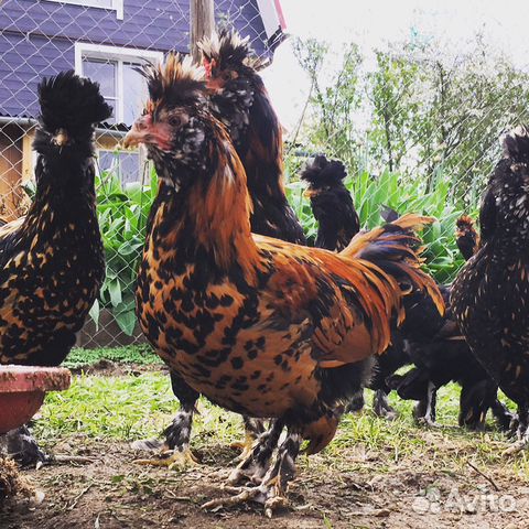 Петушки Павловские куры