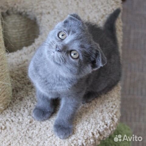 Вислоухие котята. Котенок Девочка