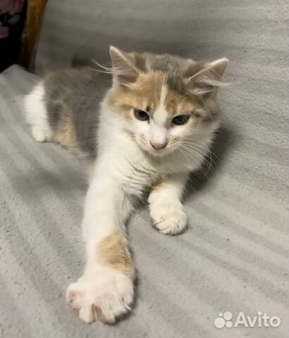 Счастливые трехцветные котята