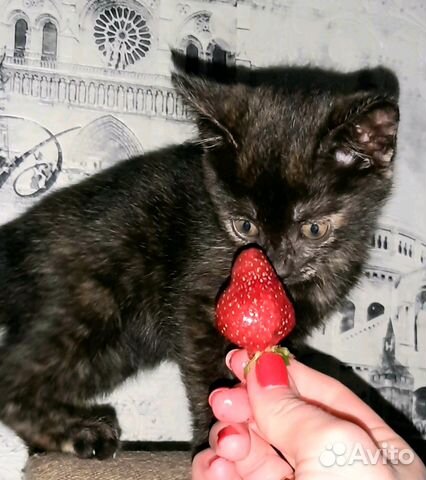 Котенок-чертенок