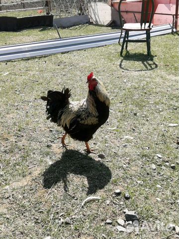Продам молодых и взрослых петухов