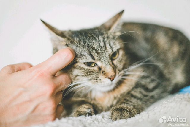 Машка кошка-крысоловка