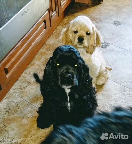 Щенки американского коккер спаниеля