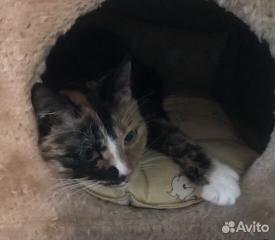 Кошка Маруся