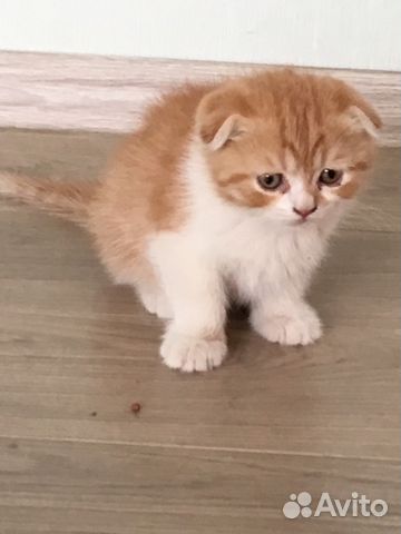 Шотландцы вислоушки