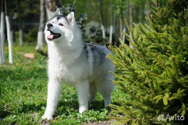 Продается щенок (мальчик) Сибирский хаски