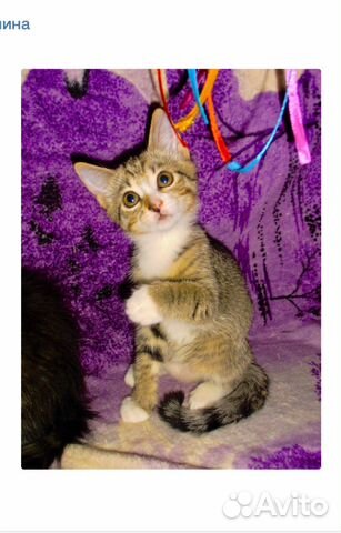 Котята Няшечка в Тельняшечке в дар в добрые руки