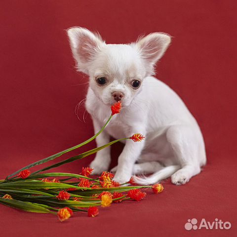 Трогательный малыш