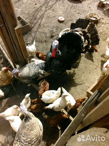 Семья индюков