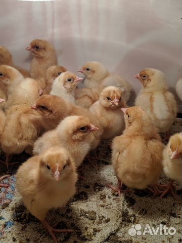 Цыплята Фокси Чик, Мастер Грэй, Голошейка, бройлер