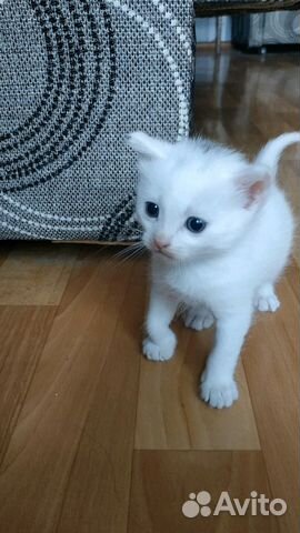 Продам котят, кошка ангорка, отец дворовой