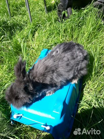 Карликовый кролик