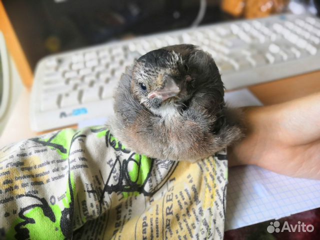 Отдам птенца сойки. Слёток